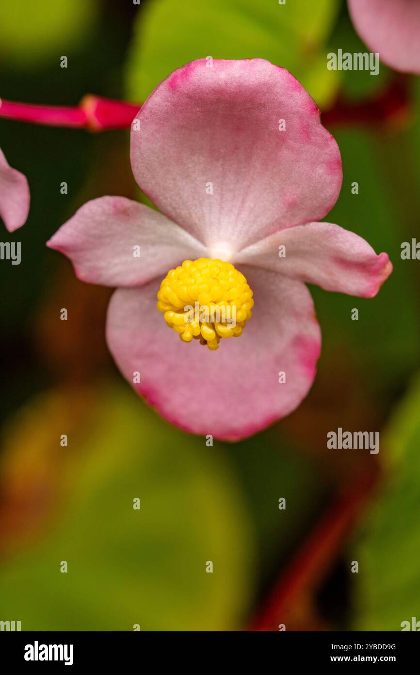 Natural close up flowering plant portrait of Begonia Grandis ...