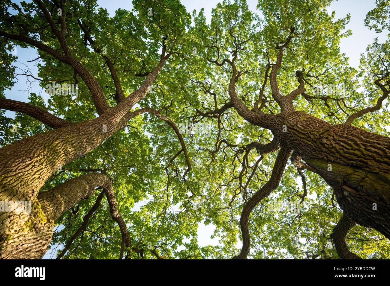 Large oak trees spread crown and branches in park from below. Tree ...