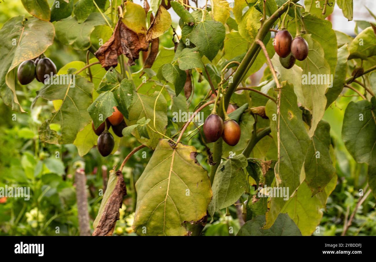 Unusual Tree Tomato Tamarillo Solanum betaceum). Natural close up food ...