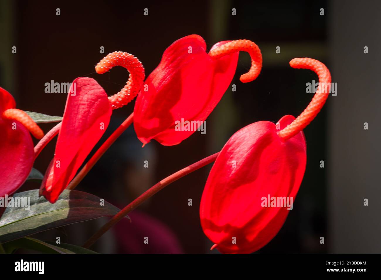 Pigtail hi-res stock photography and images - Alamy