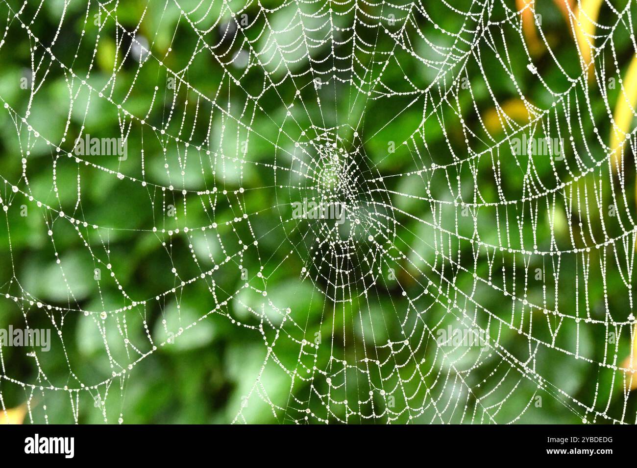 Spider web or cobweb with dew against green foliage England October ...