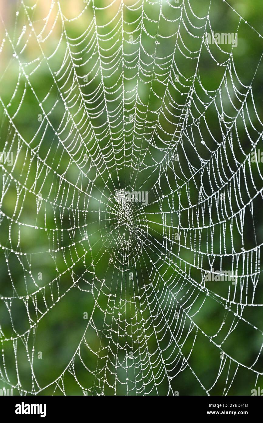 Spider web or cobweb with dew against green foliage England October ...