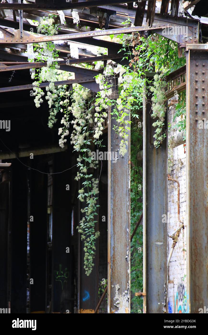 Rusted metal beams with hanging clematis vines in derelict industrial ...