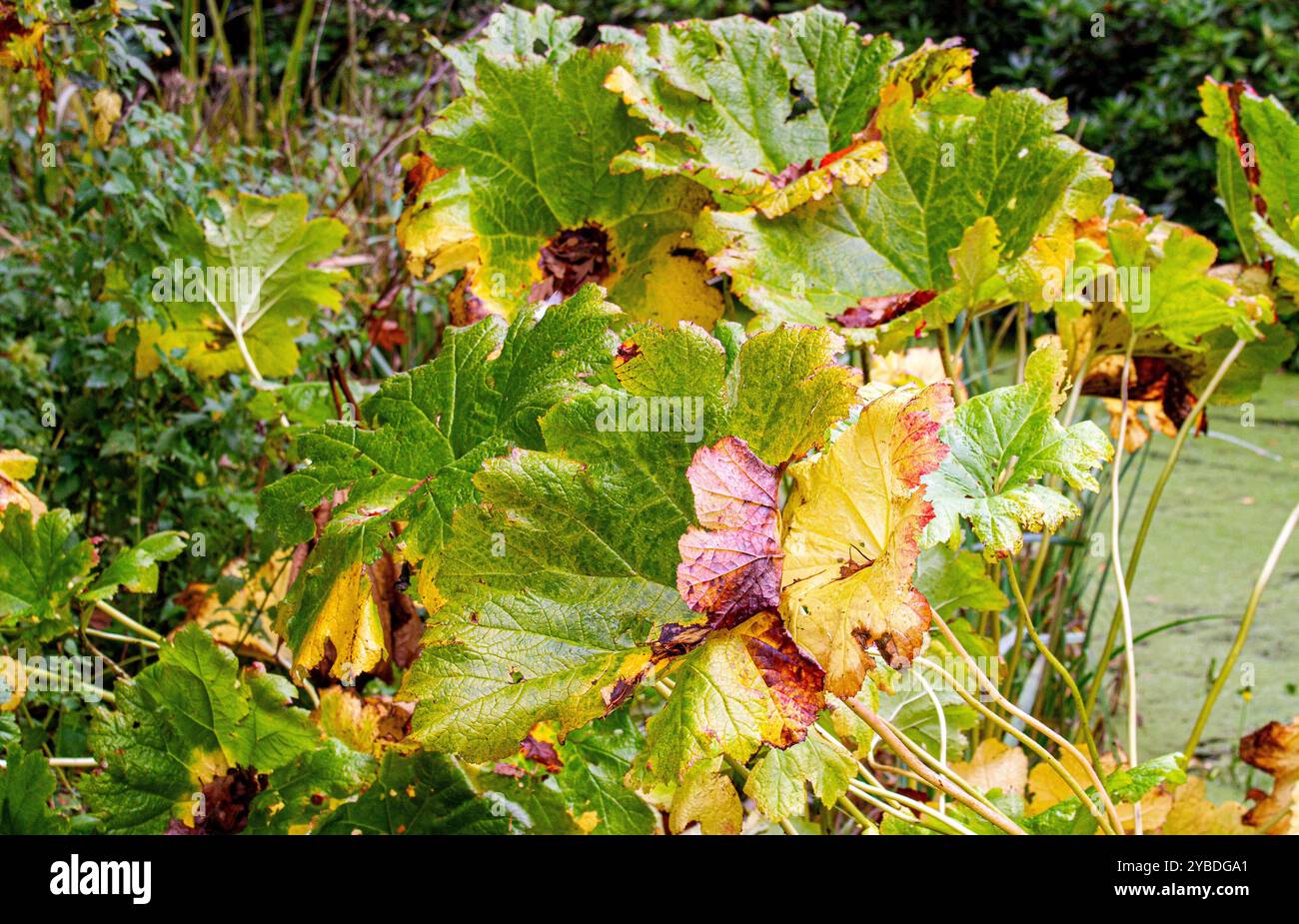 Giant Butterbur large leaves of the Japanese rhubarb in autumn at ...