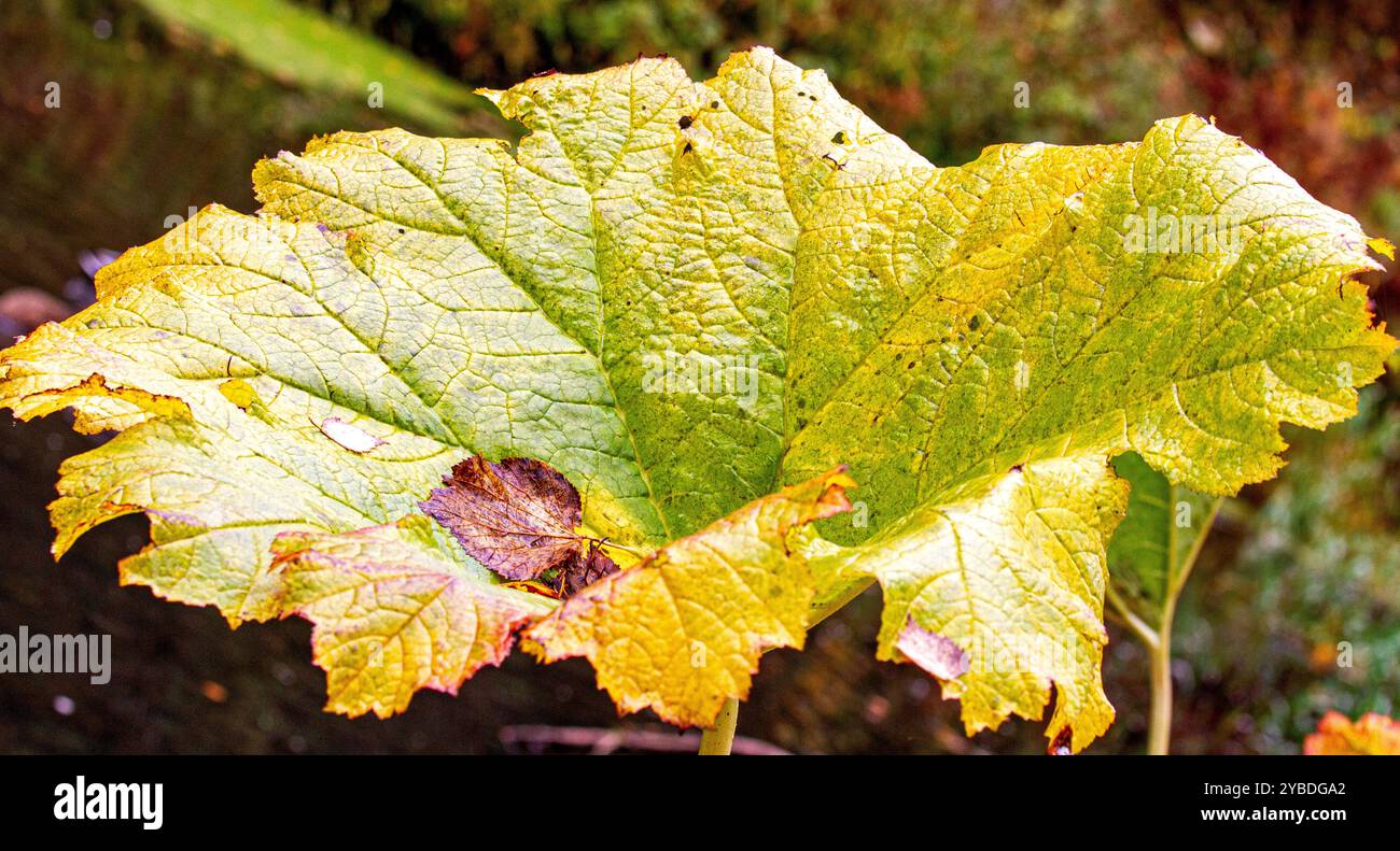 Giant Butterbur large leaves of the Japanese rhubarb in autumn at ...