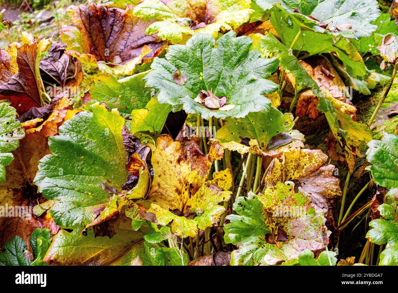 Giant Butterbur large leaves of the Japanese rhubarb in autumn at ...