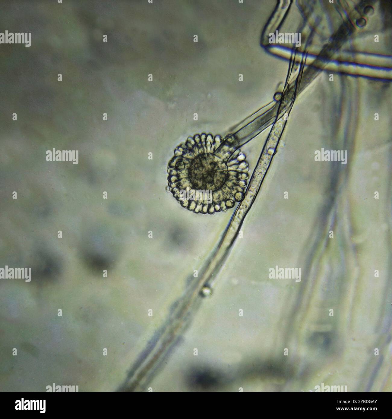 Aspergillus Microscope