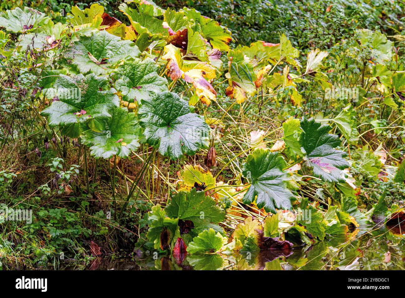 Giant Butterbur large leaves of the Japanese rhubarb in autumn at ...