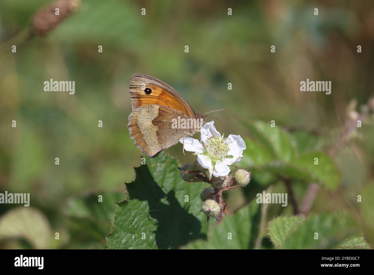 Meadow Brown Butterfly - Maniola jurtina Stock Photo - Alamy