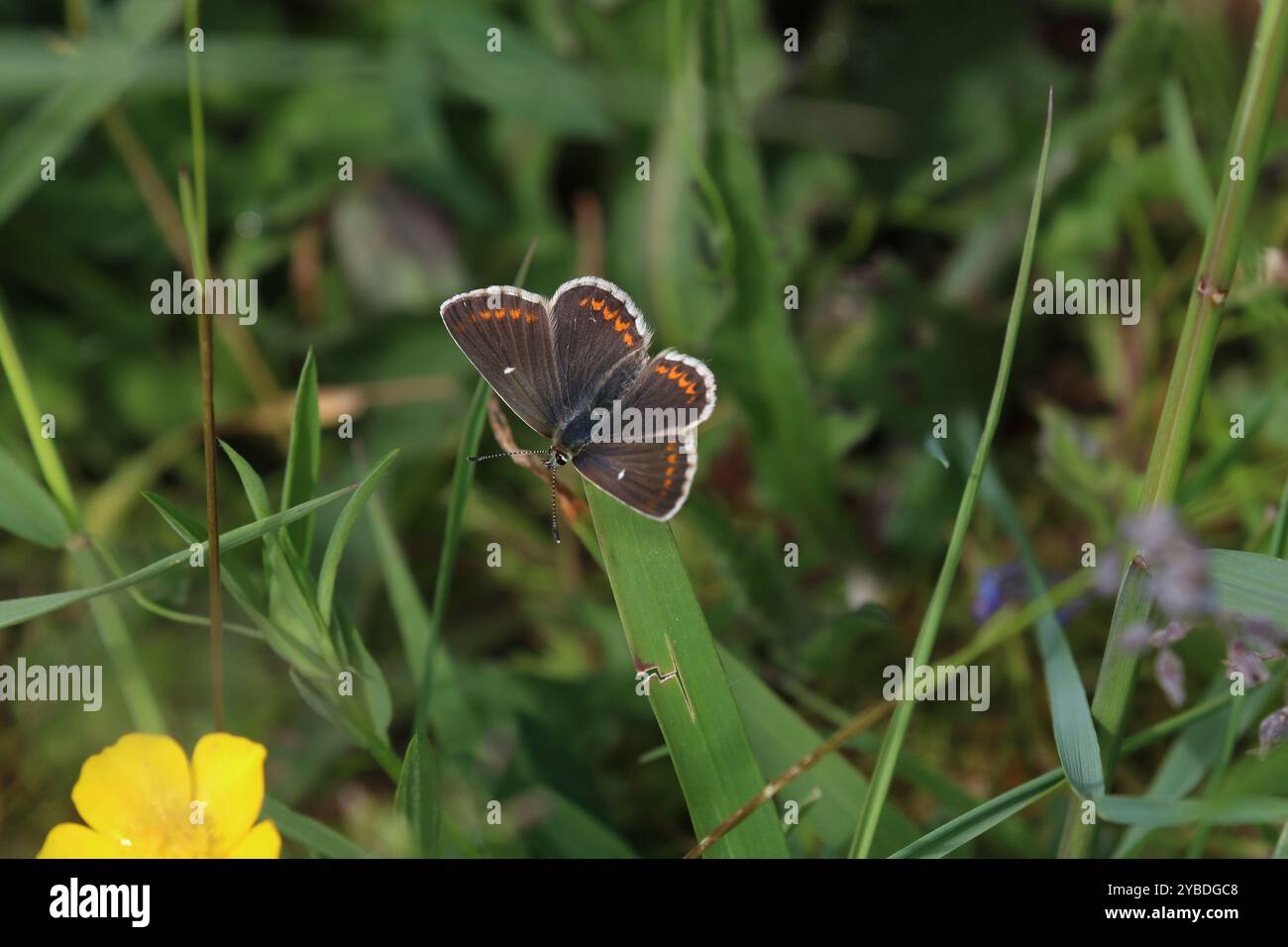 Aricia artaxerxes ssp artaxerxes hi-res stock photography and images ...