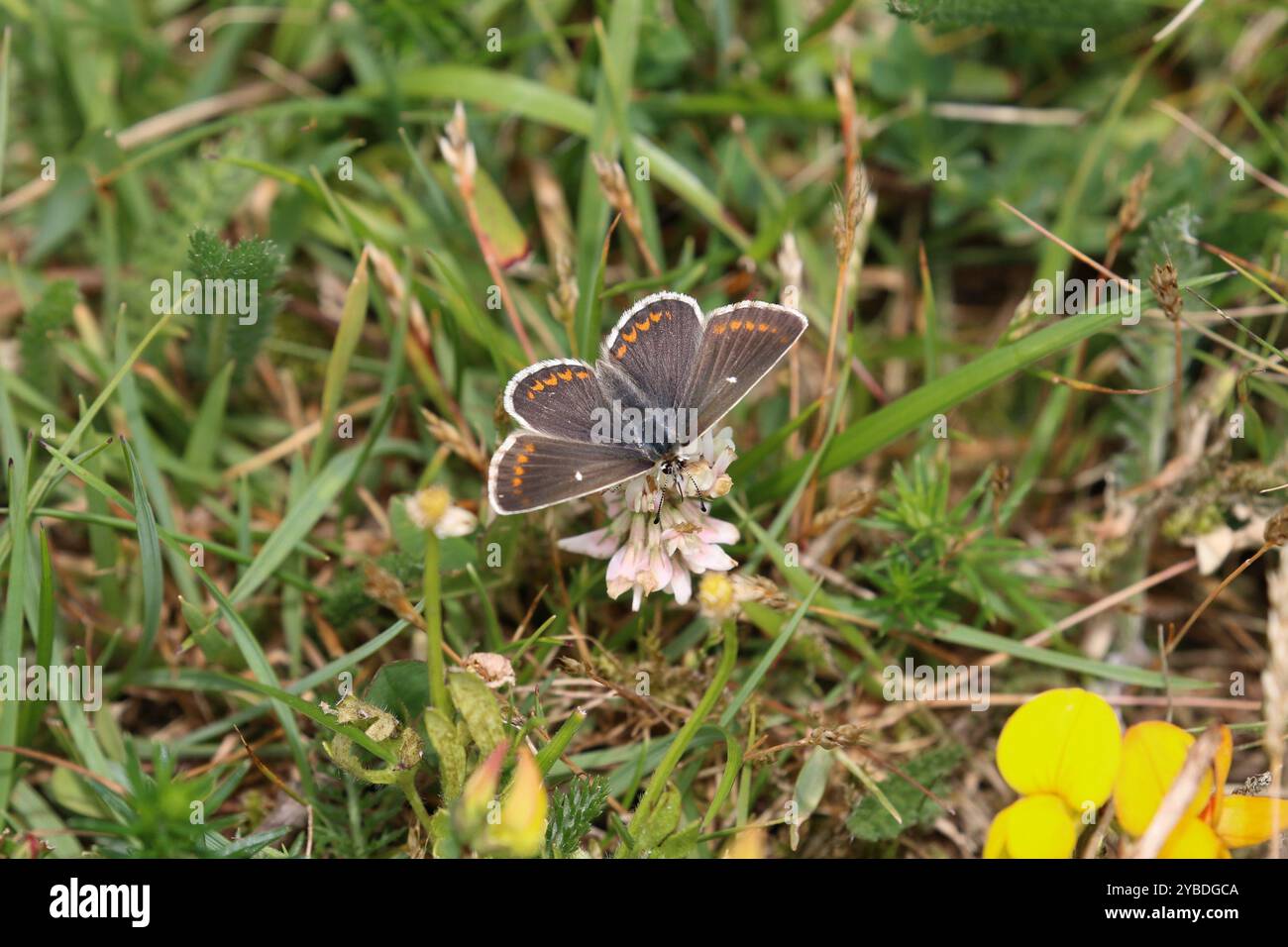Aricia artaxerxes ssp artaxerxes hi-res stock photography and images ...