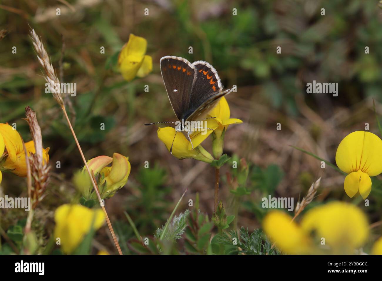 Northern Brown Argus or Mountain Argus ssp. artaxerxes female - Aricia ...