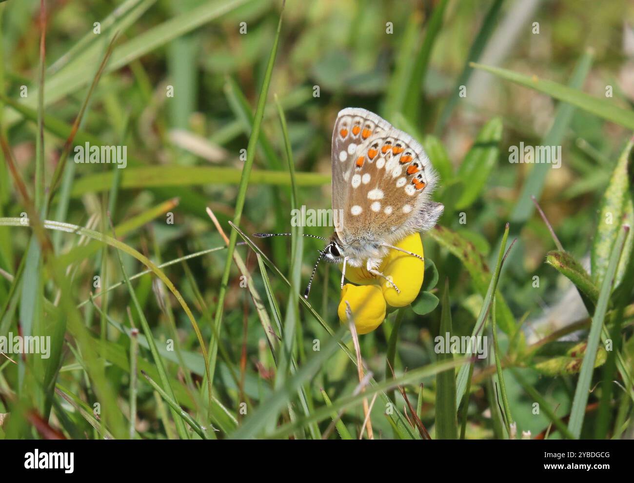 Northern brown argus subspecies hi-res stock photography and images - Alamy
