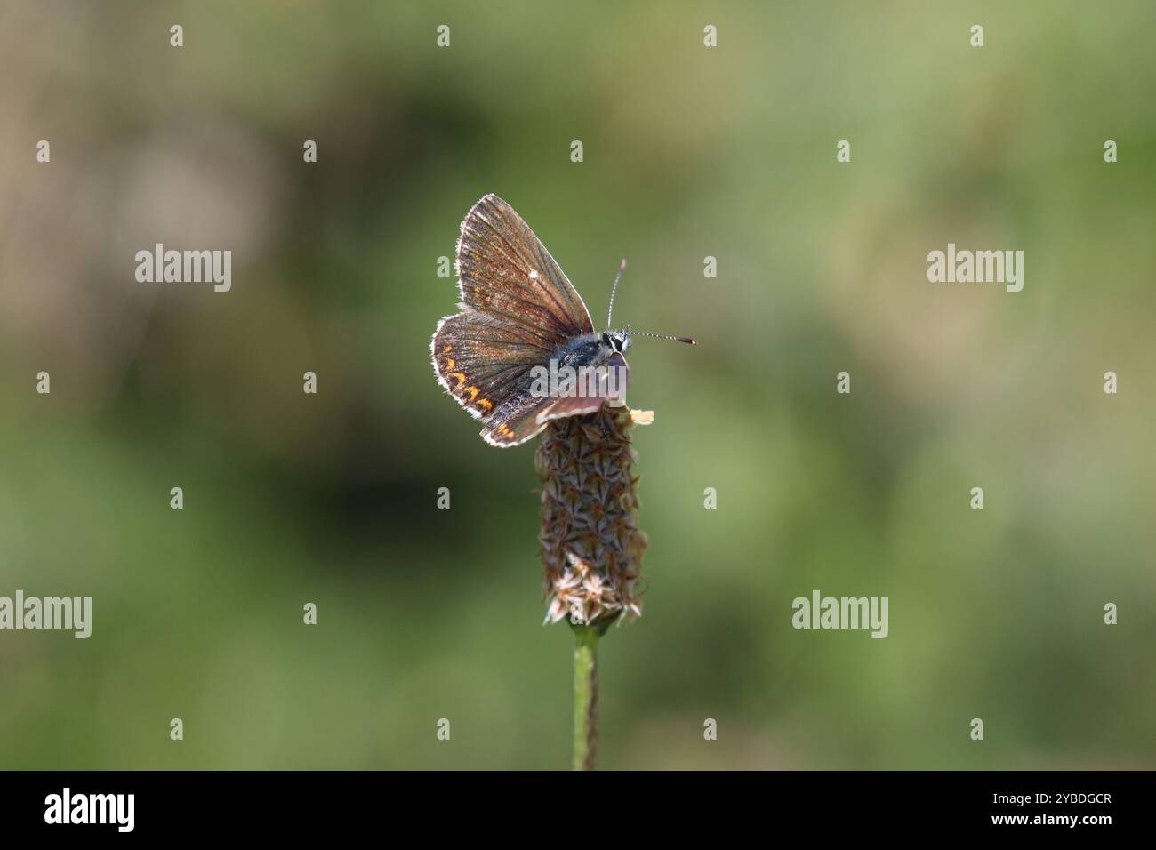 Northern Brown Argus or Mountain Argus ssp. artaxerxes male - Aricia ...