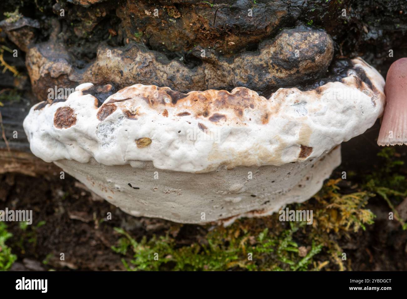 Southern bracket fungus (Ganoderma australe) growing on dead wood Stock ...