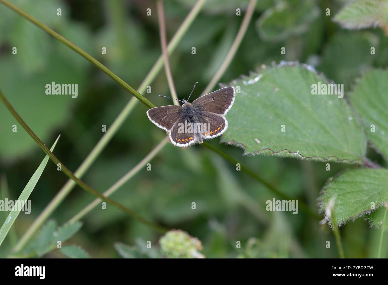 Northern Brown Argus or Mountain Argus ssp. salmacis male - Aricia ...