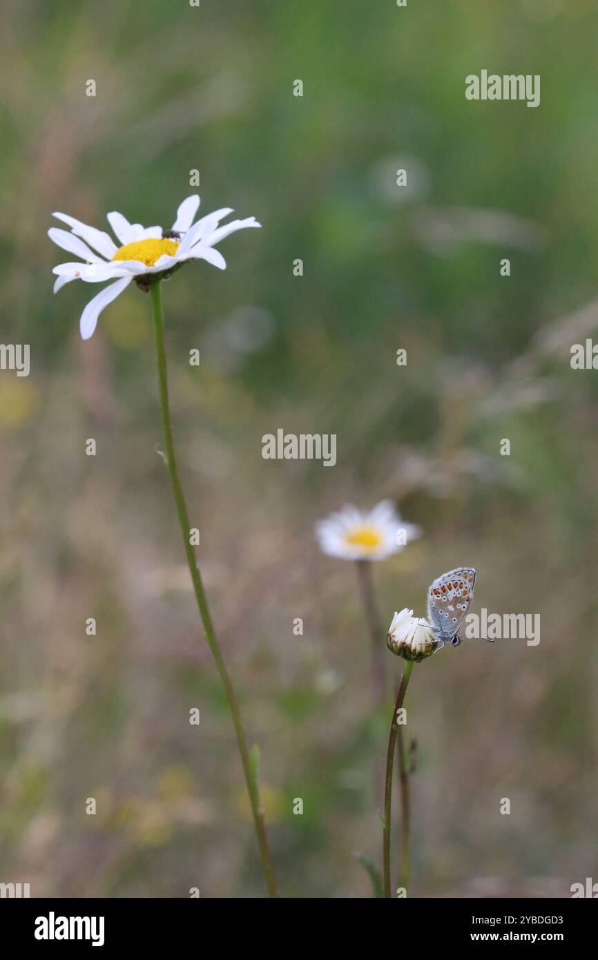 Northern Brown Argus or Mountain Argus ssp. salmacis - Aricia ...