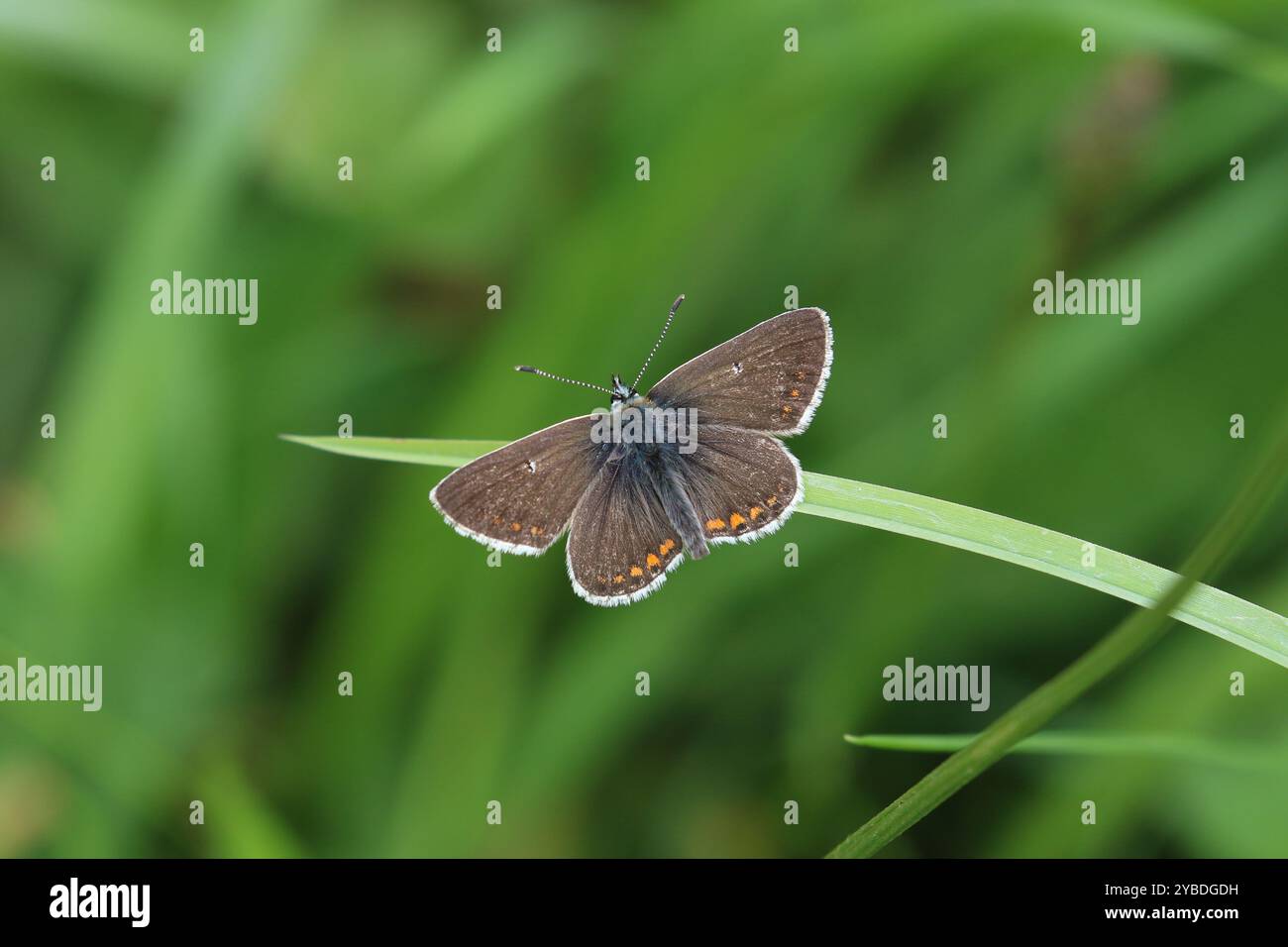Northern Brown Argus or Mountain Argus ssp. salmacis male - Aricia ...