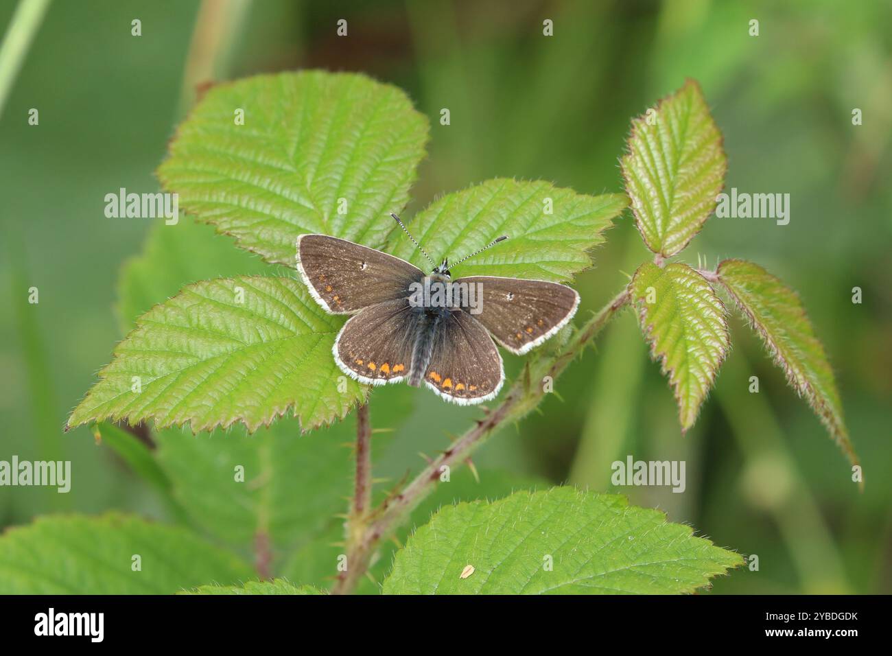 Northern Brown Argus or Mountain Argus ssp. salmacis male - Aricia ...