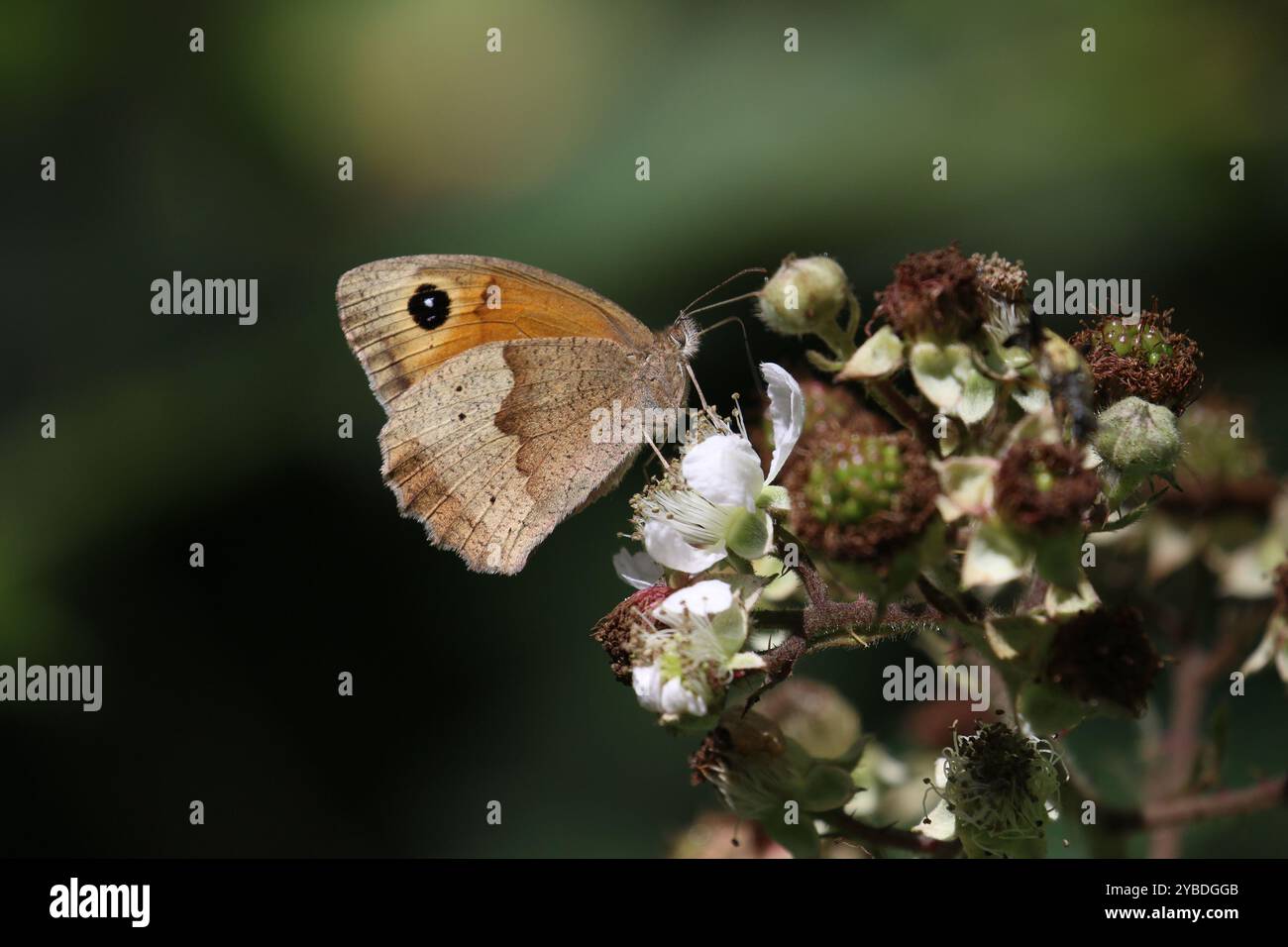 Meadow Brown Butterfly female - Maniola jurtina Stock Photo - Alamy