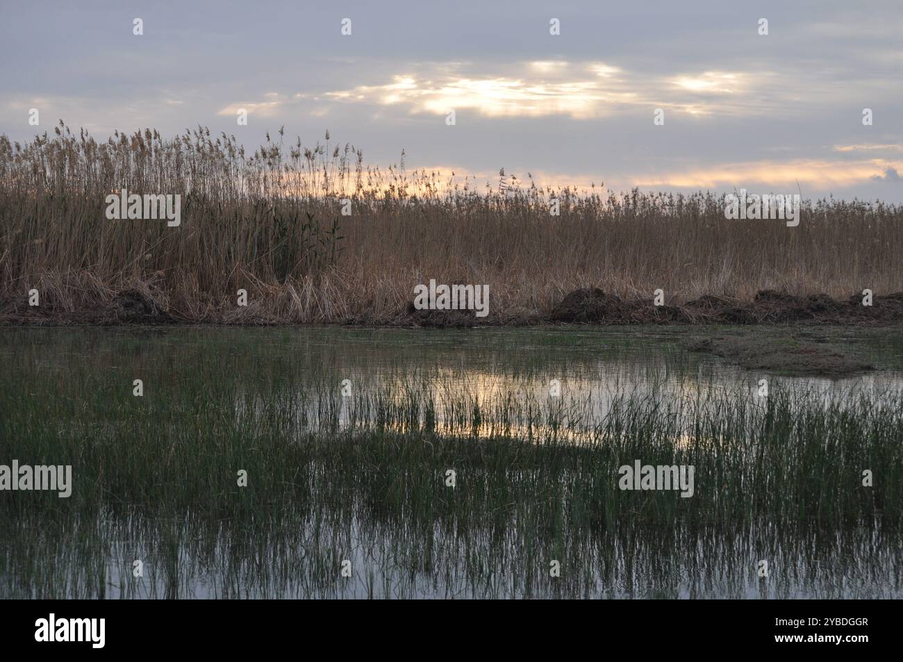 Beautiful natural wetland limassol hi-res stock photography and images ...