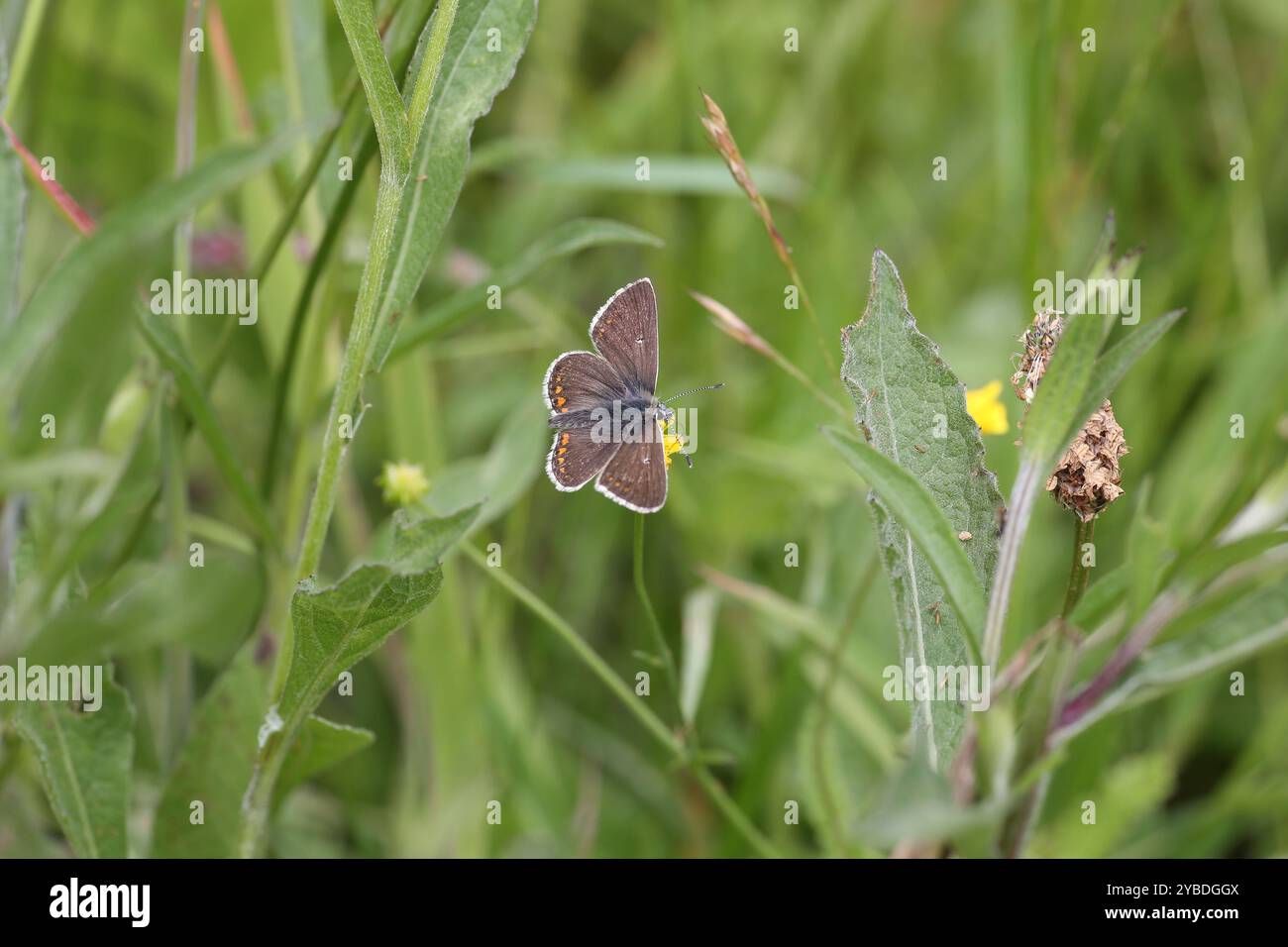 Aricia artaxerxes salmacis hi-res stock photography and images - Alamy