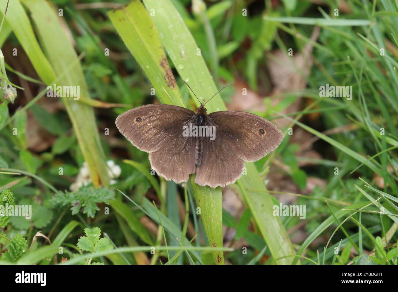 Meadow Brown Butterfly male - Maniola jurtina Stock Photo - Alamy