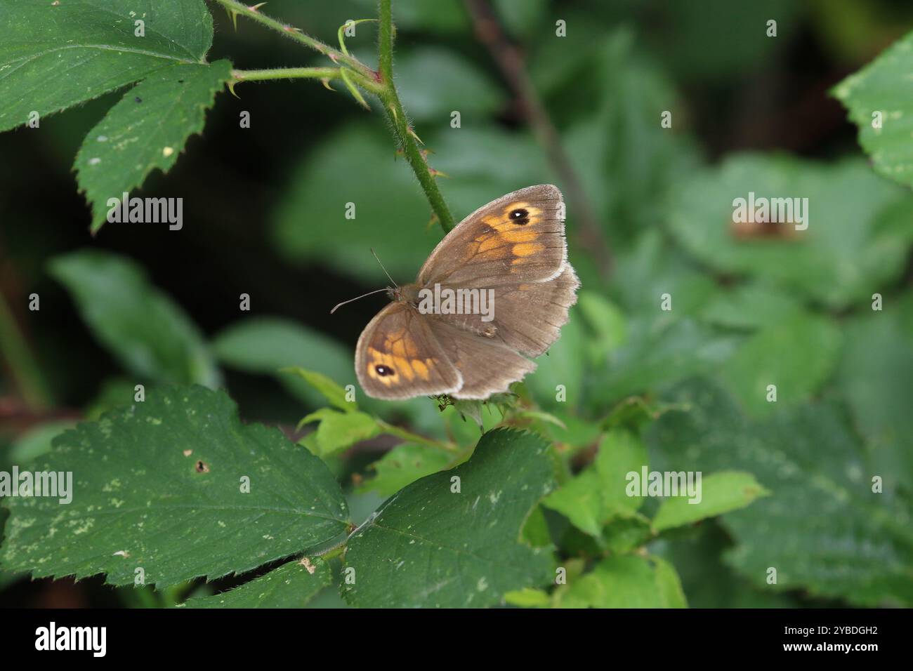 Meadow brown gorse hi-res stock photography and images - Alamy