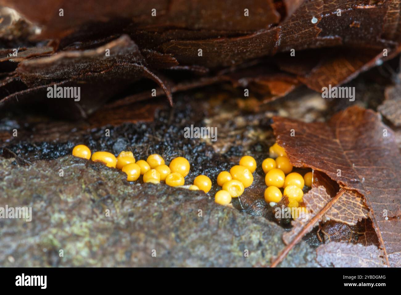 Slime mold (mould) species on dead wood in woodland, Surrey, England ...
