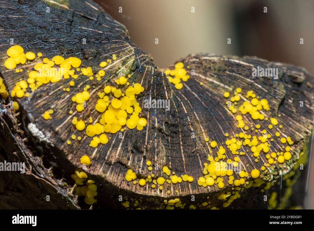 Lemon disco fungus (Bisporella citrina) commonly known as yellow fairy ...
