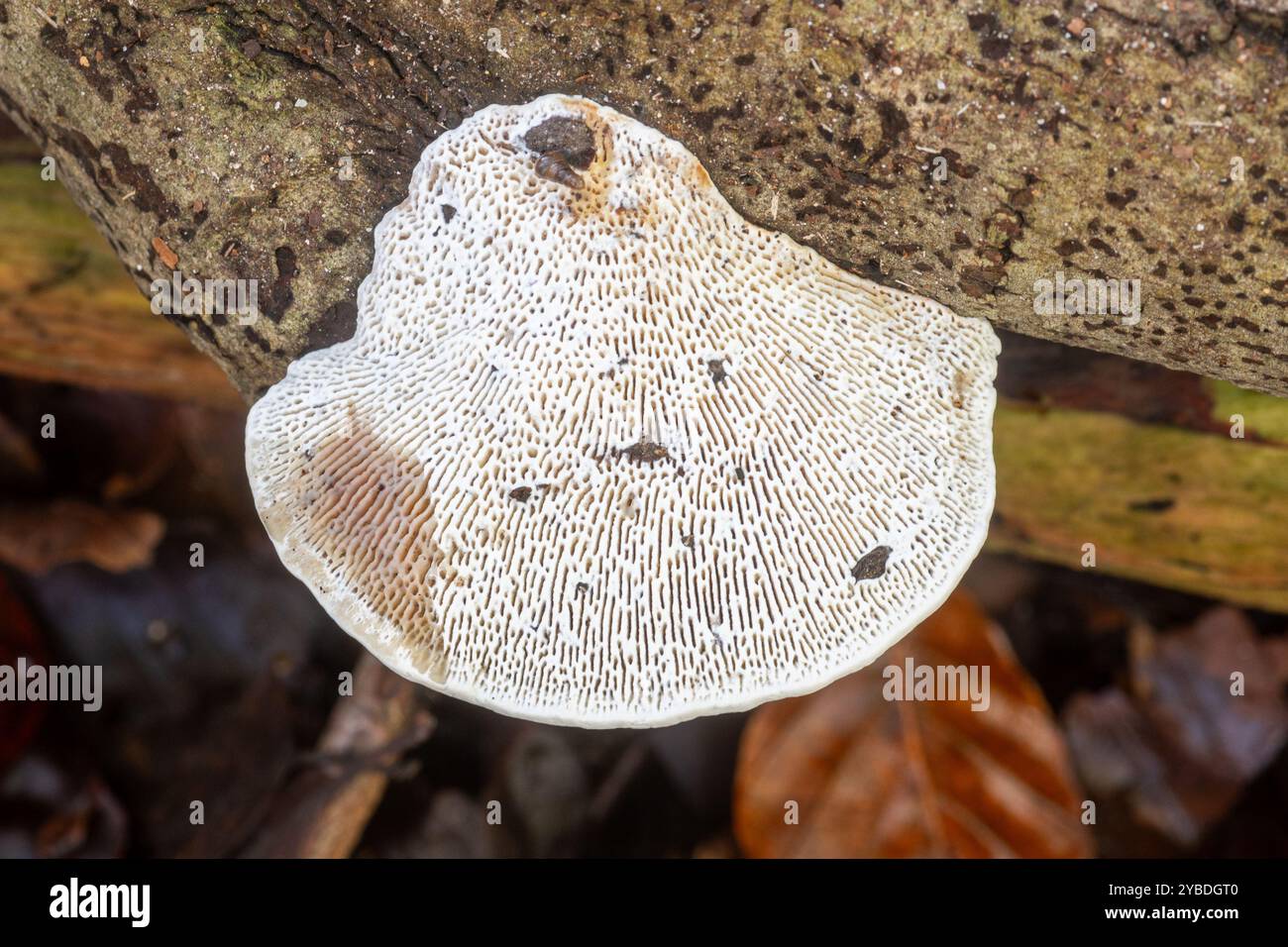 Blushing bracket fungus underside (Daedaleopsis confragosa, also called ...