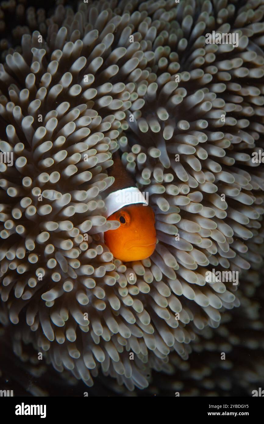 A colorful False clownfish, Ampiprion ocellaris, pokes its cute face ...
