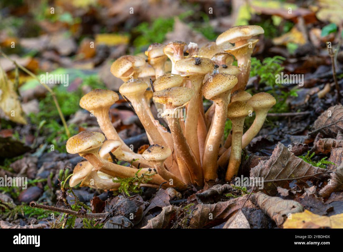 Honey fungus (Armillaria mellea) a plant pathogen growing on tree roots ...