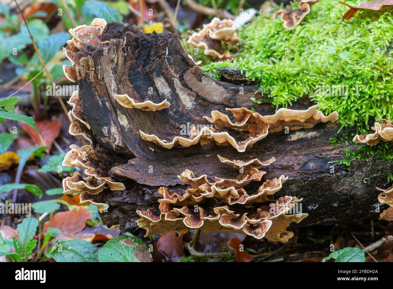 Hairy curtain crust (Stereum hirsutum) fungus or fungi on dead wood in ...