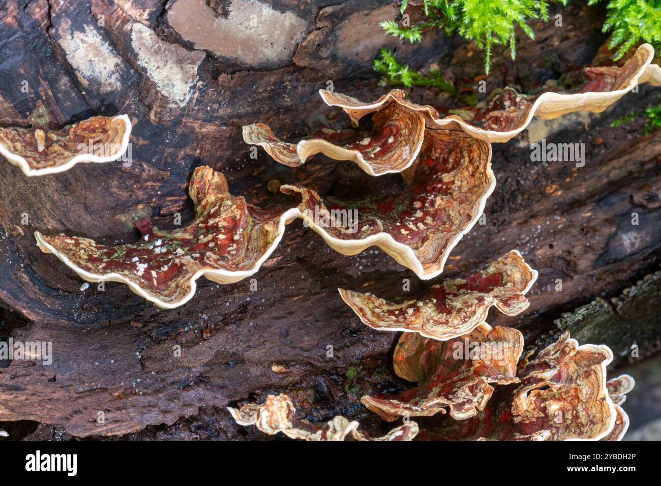 Hairy curtain crust (Stereum hirsutum) fungus or fungi on dead wood in ...