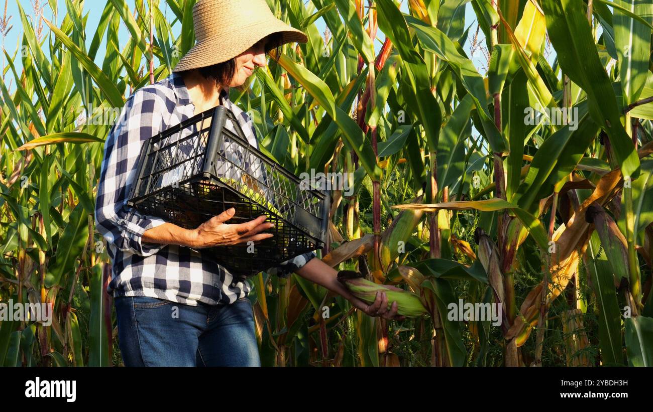 Woman picking maize hi-res stock photography and images - Alamy