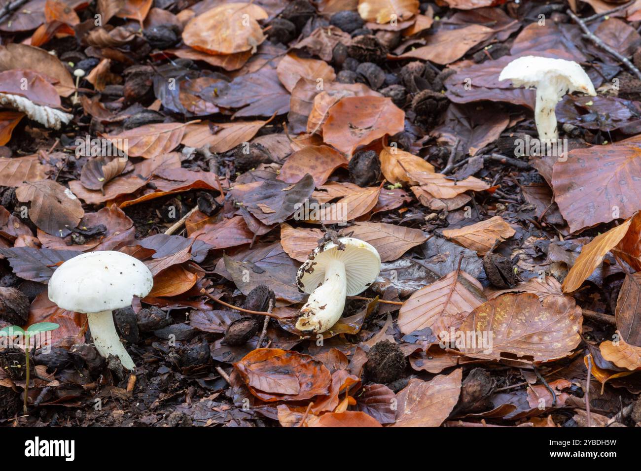 Waxgill family of fungi hi-res stock photography and images - Alamy