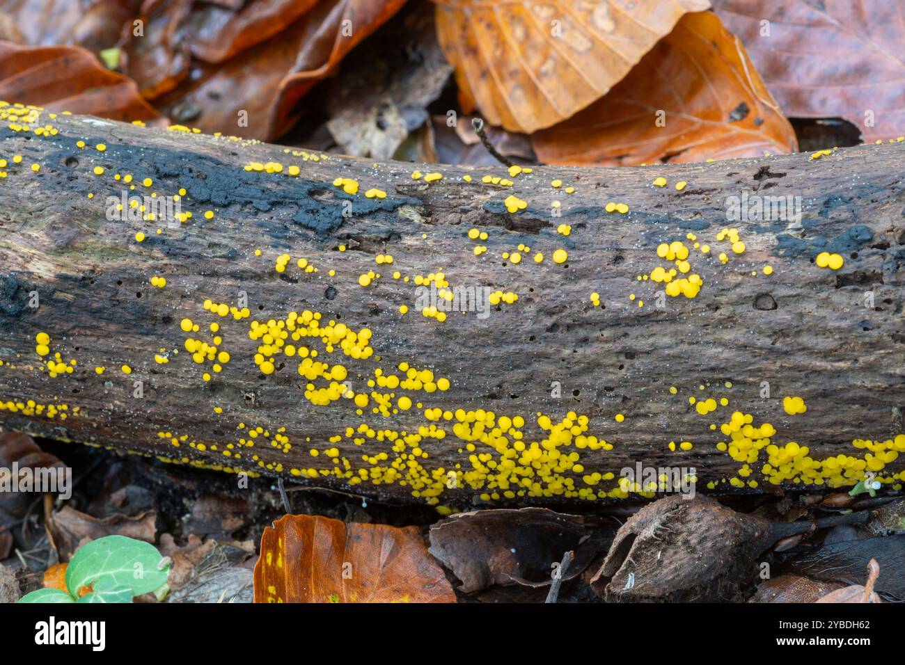Lemon disco fungus (Bisporella citrina) commonly known as yellow fairy ...