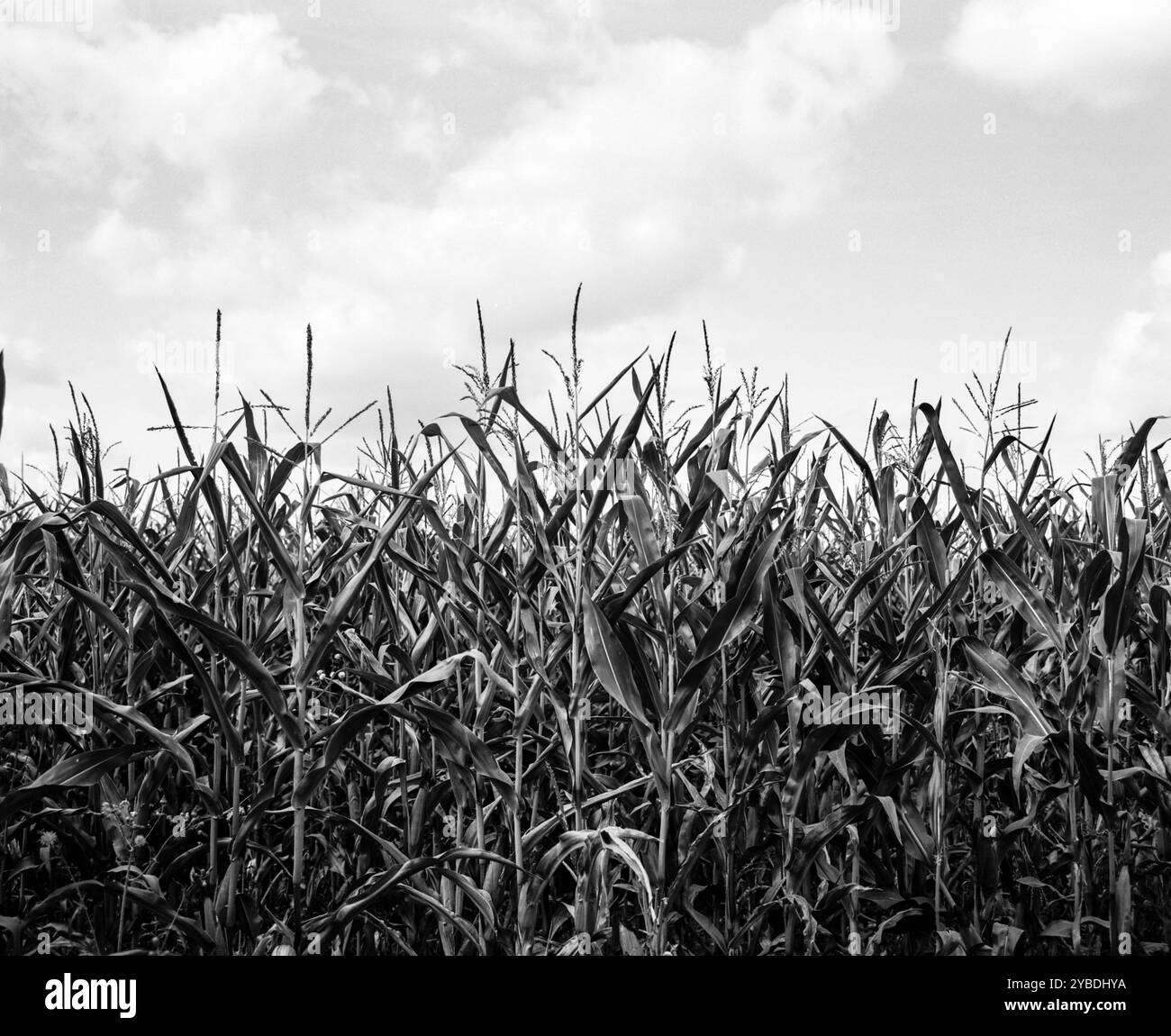 Cowdray park Black and White Stock Photos & Images - Alamy