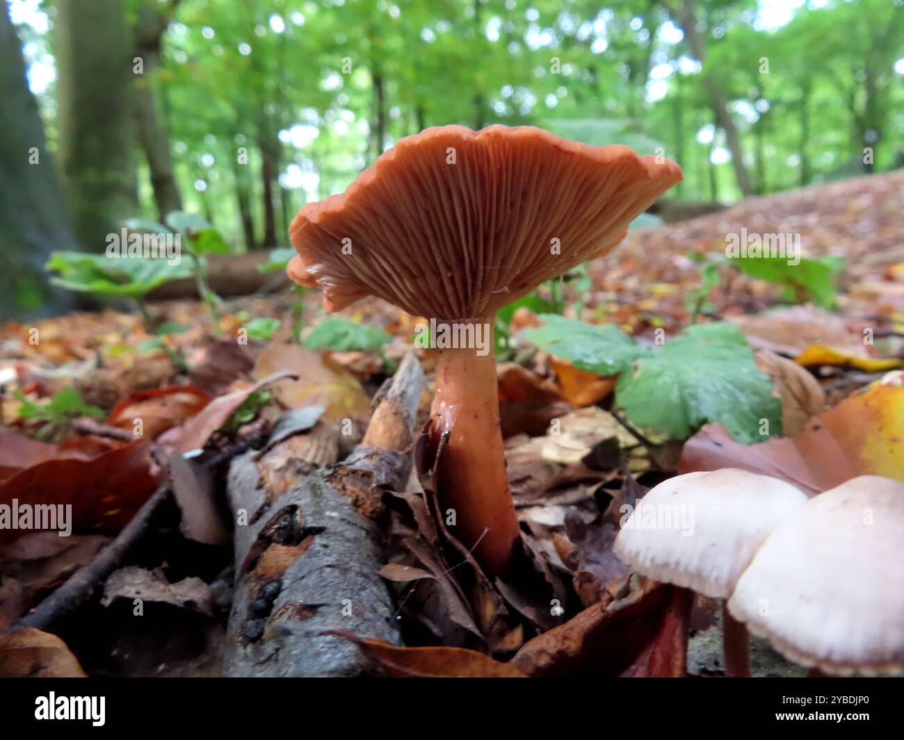 Leicht transparent hi-res stock photography and images - Alamy