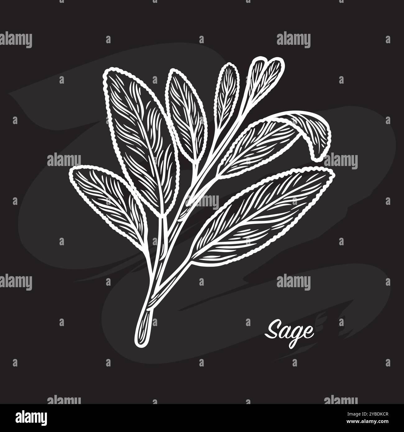 Sketch drawing of sage on a black background Stock Vector Image & Art ...
