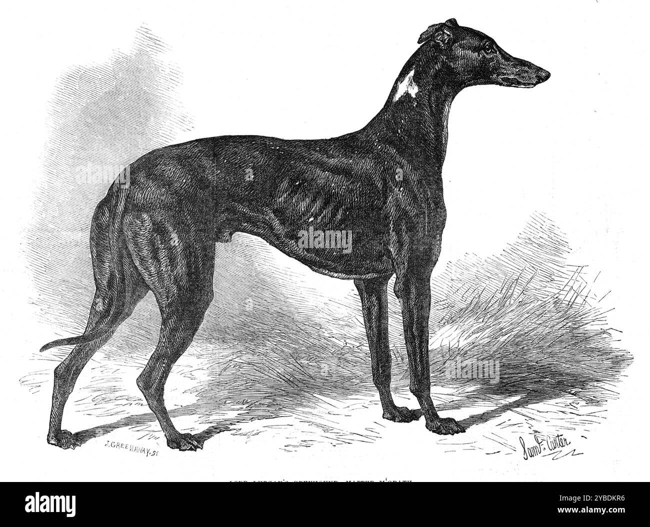 Lord Lurgan's greyhound, Master M'Grath, 1871. 'By carrying off the ...