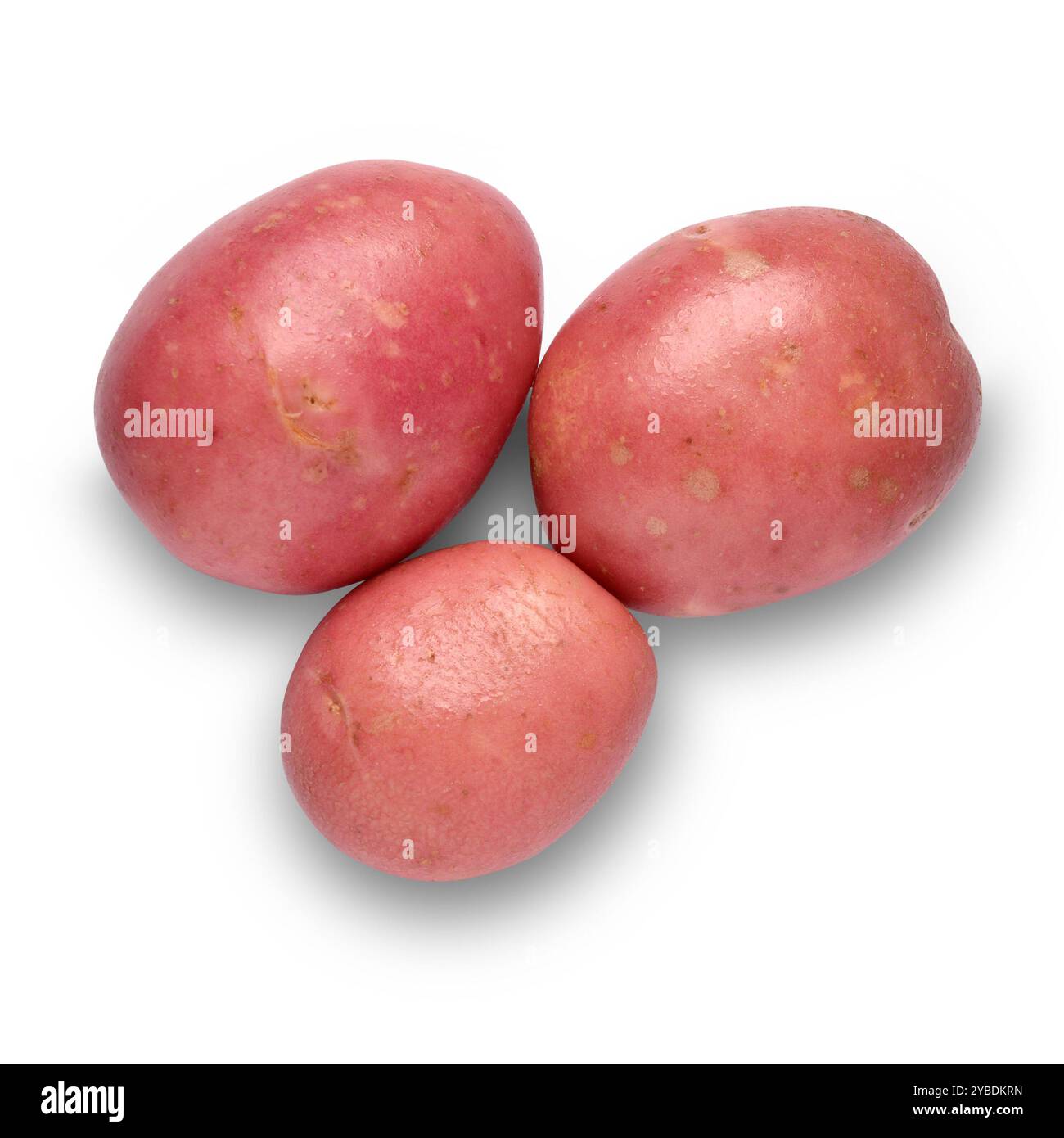 A group of red potatoes of the variety Mozart shot from above top view ...