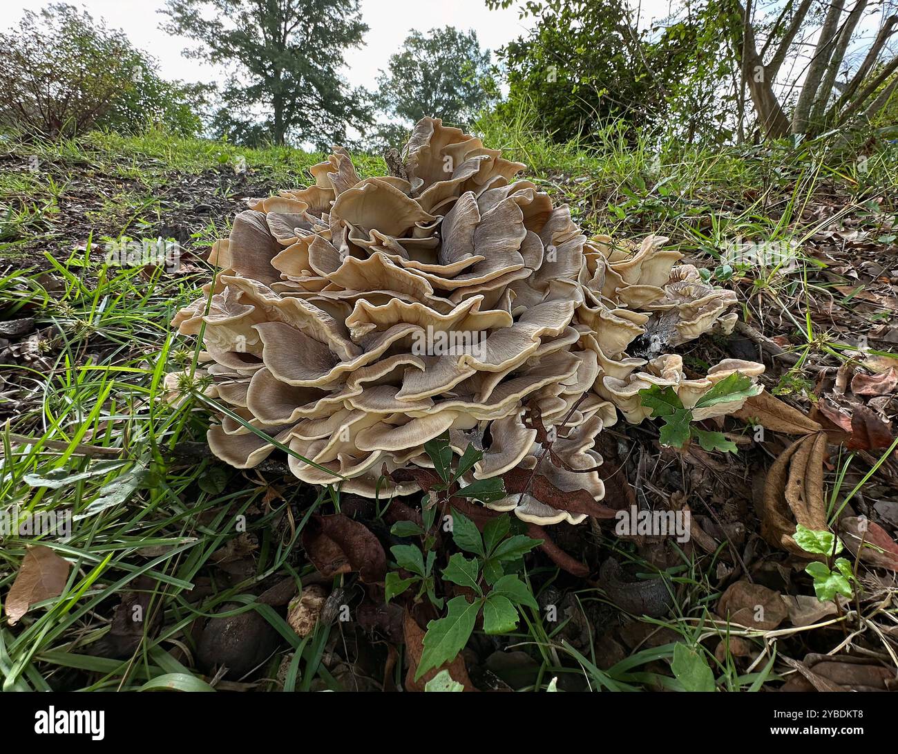 A large Mushroom cluster sitting in a yard in New Bern, North Carolina ...