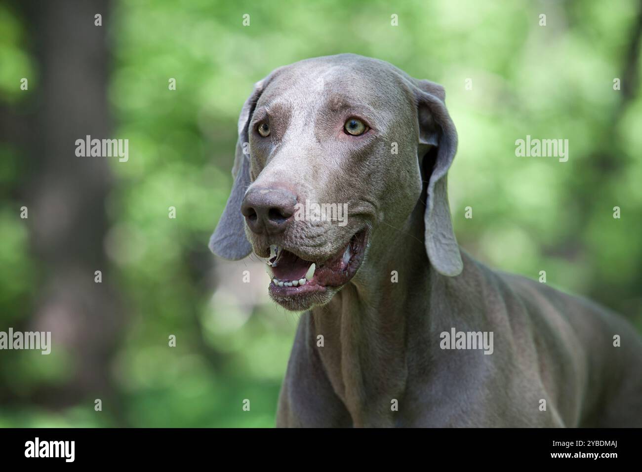 head and shoulders image of a beautiful Weimaraner dog outdoor Stock ...