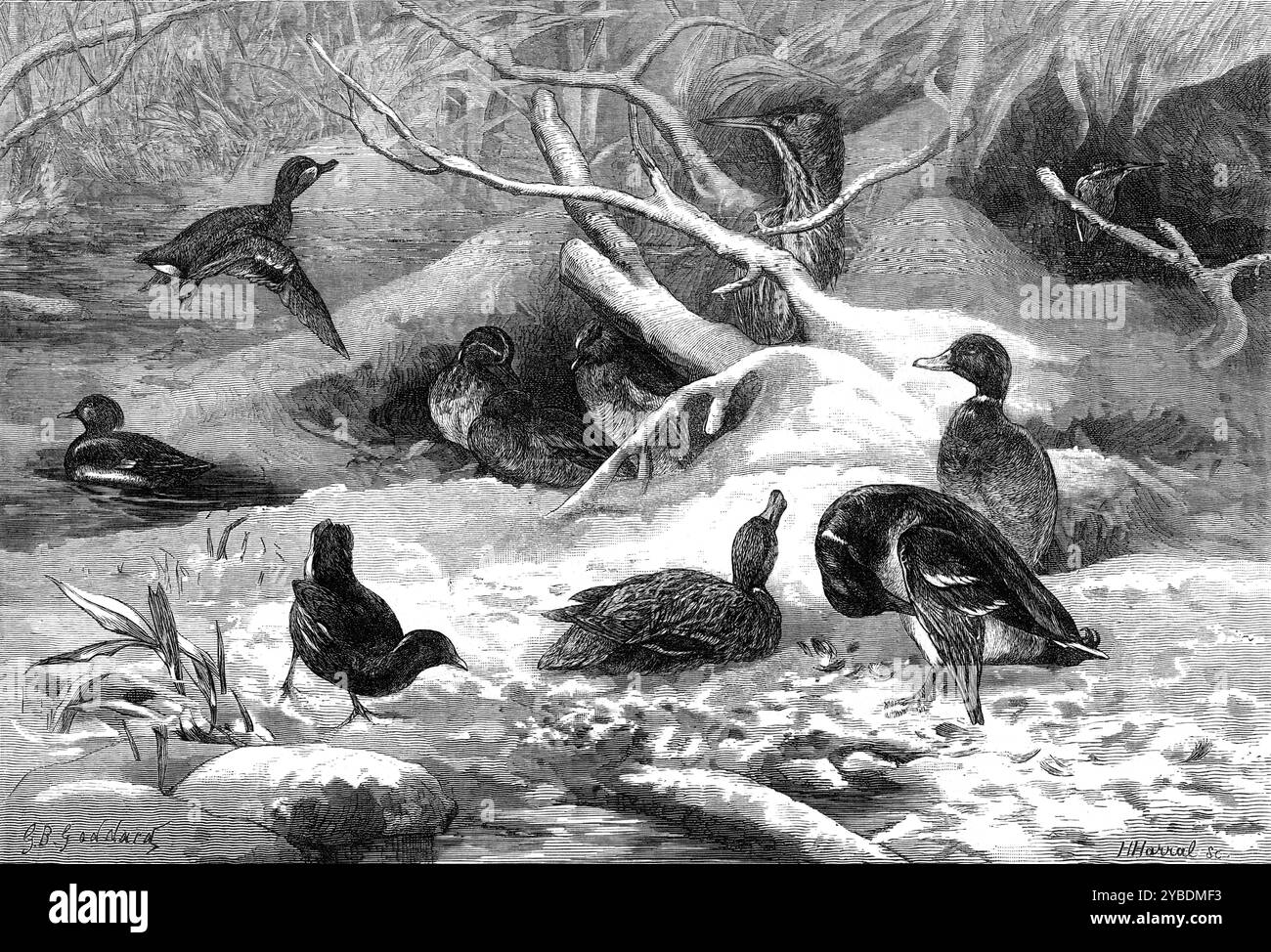 The months: January, 1871. 'Deep in the snow has the wild duck dug ...