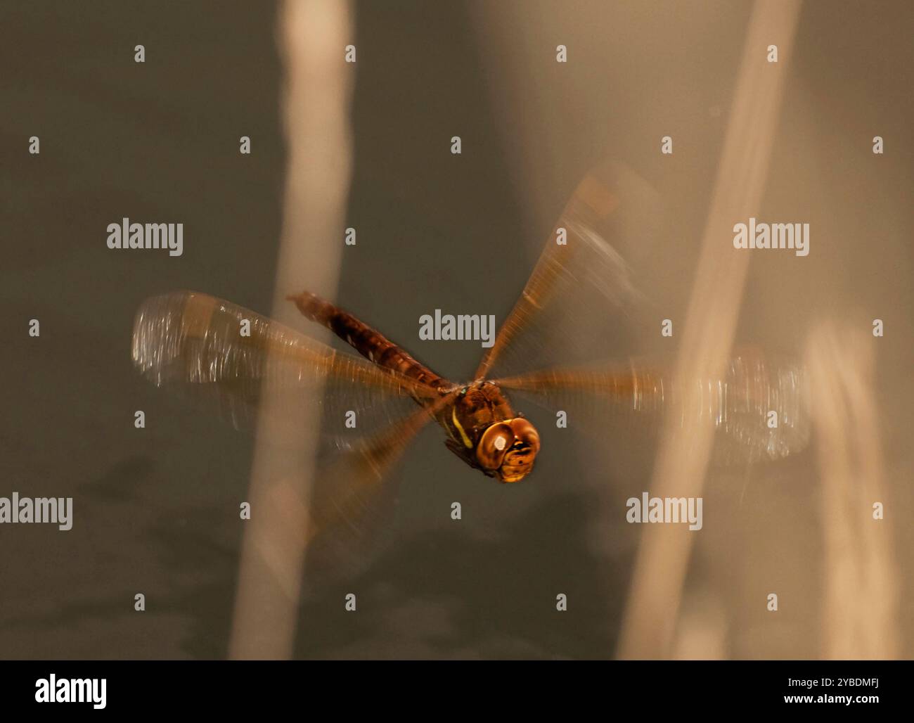 A Brown Hawker Dragonfly, Aeshna grandis, flying just above the waterline late one summer ...