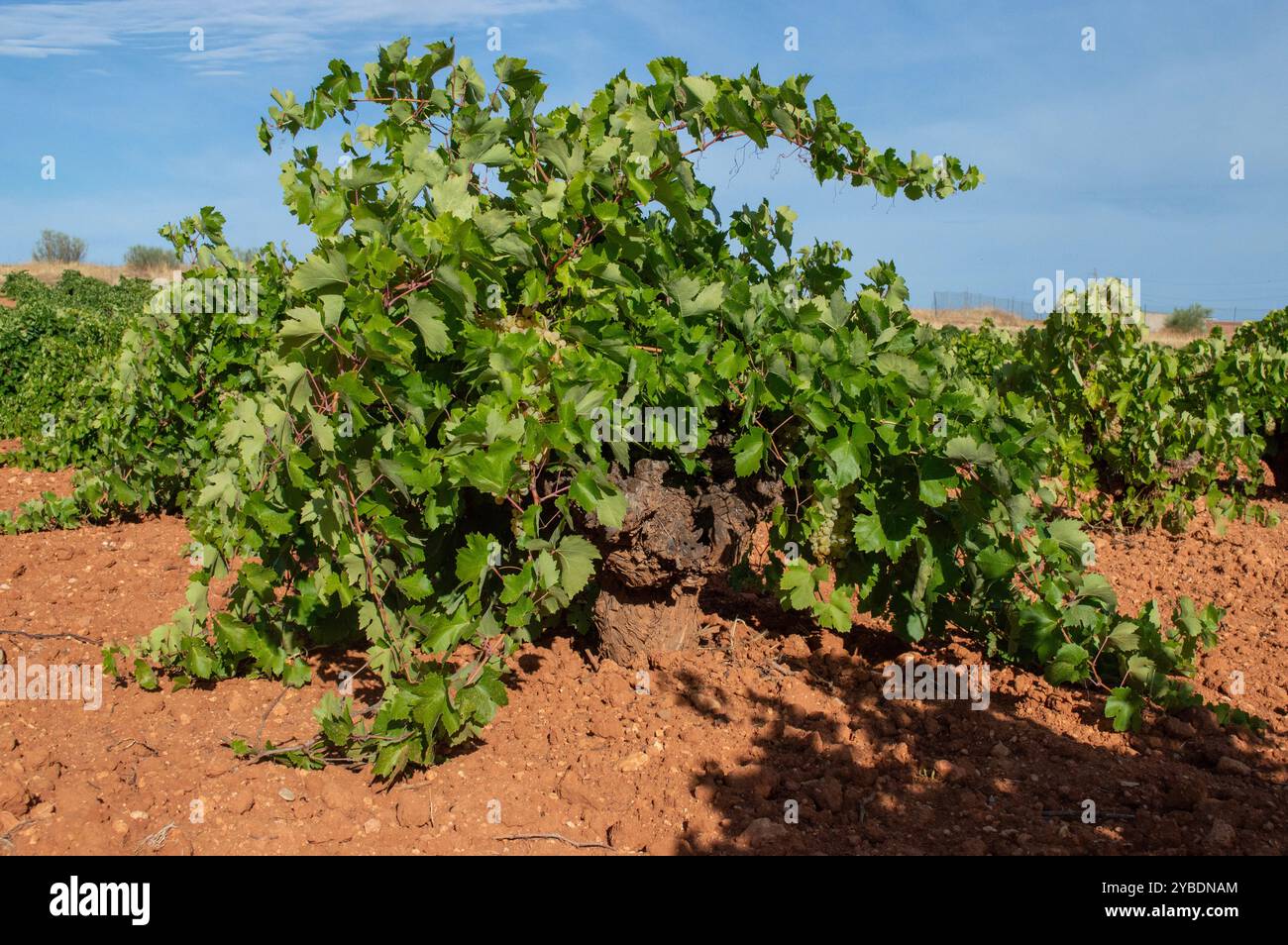 White grape strain in Spanish vineyard Stock Photo - Alamy