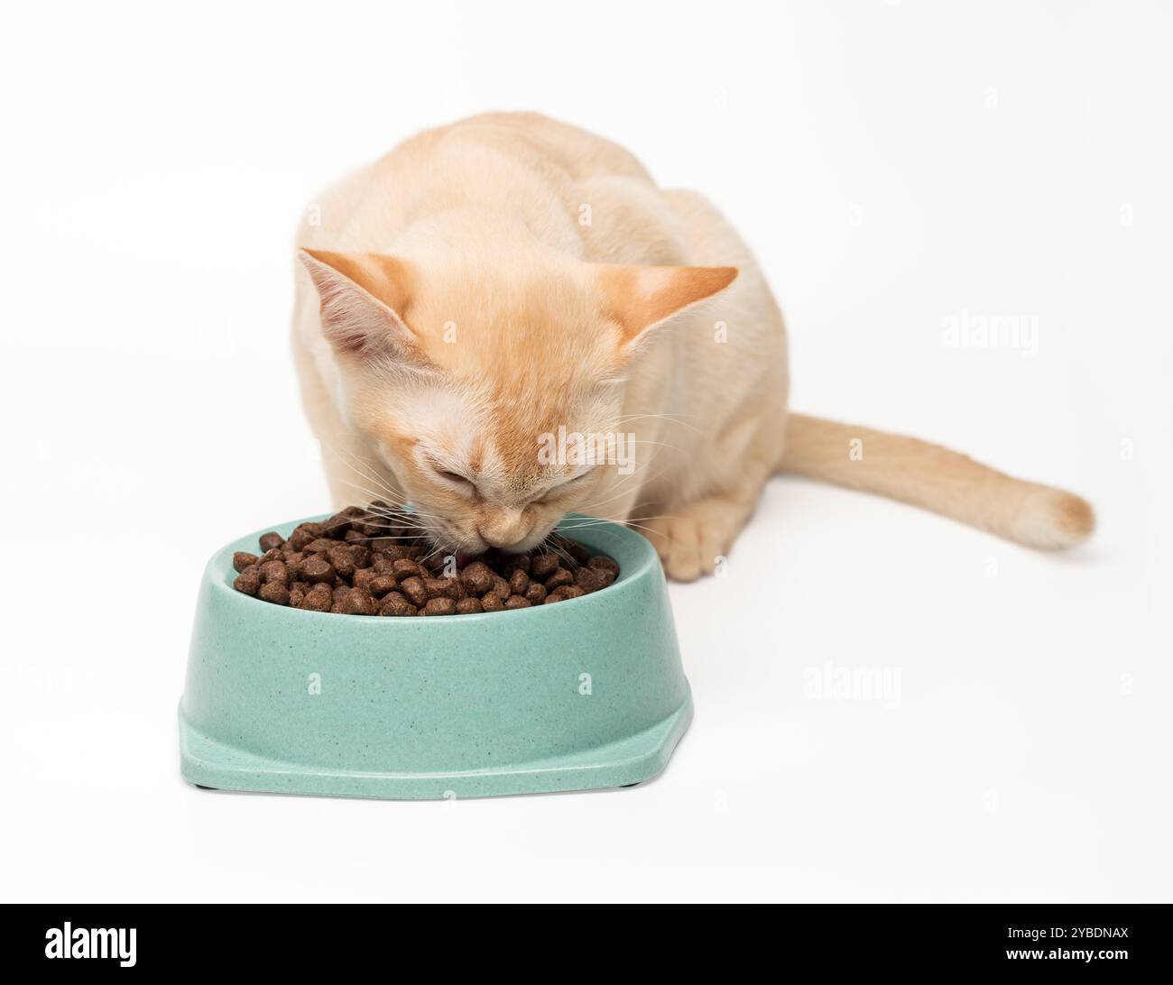 Kitten cream burmese eats dry food. Portrait of hungry kitten with food ...