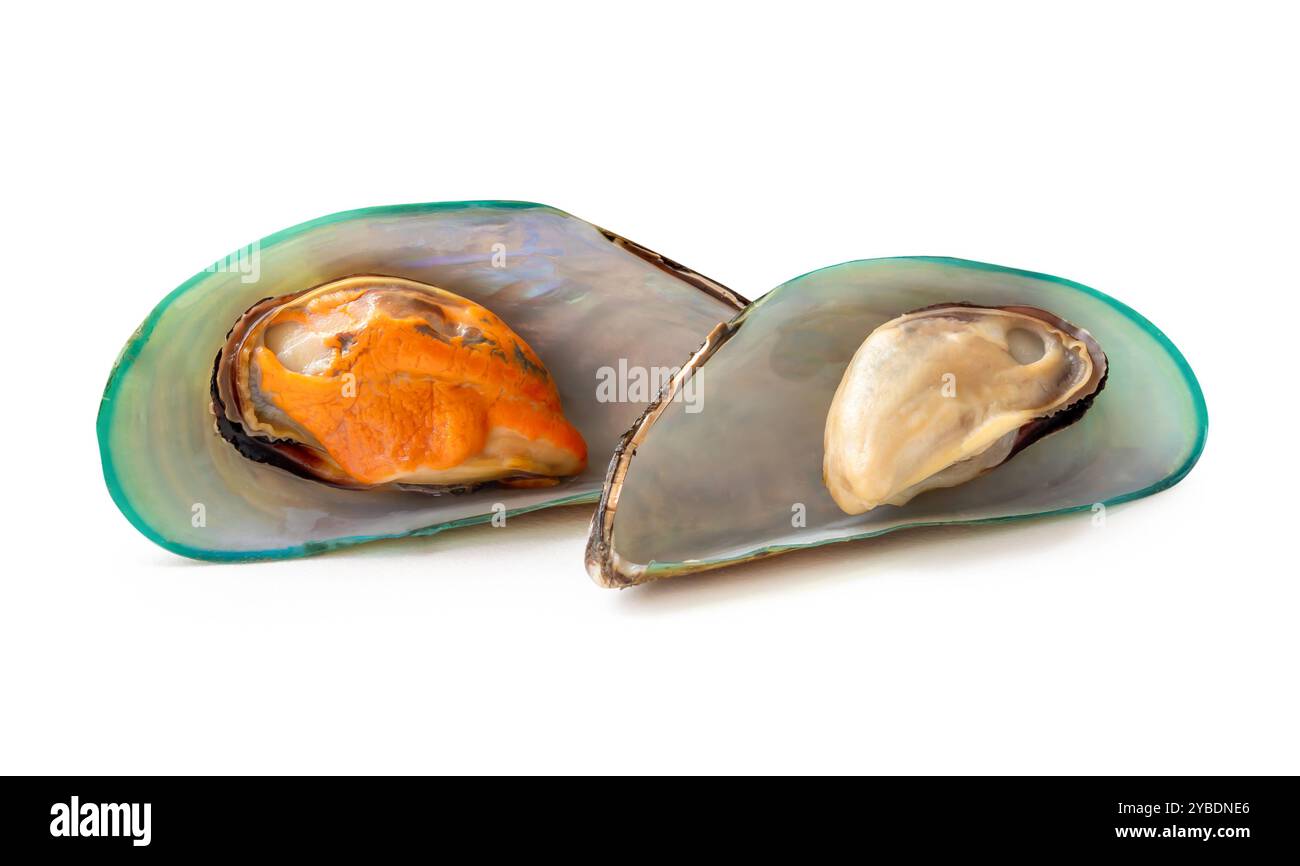 Side view of cooked or steamed green mussels is isolated on white ...